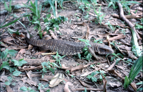Monitor Lizards