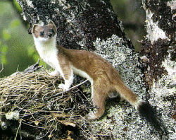 Stoats
